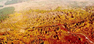 Chernobyl Red Forest - Chernobylstory.com