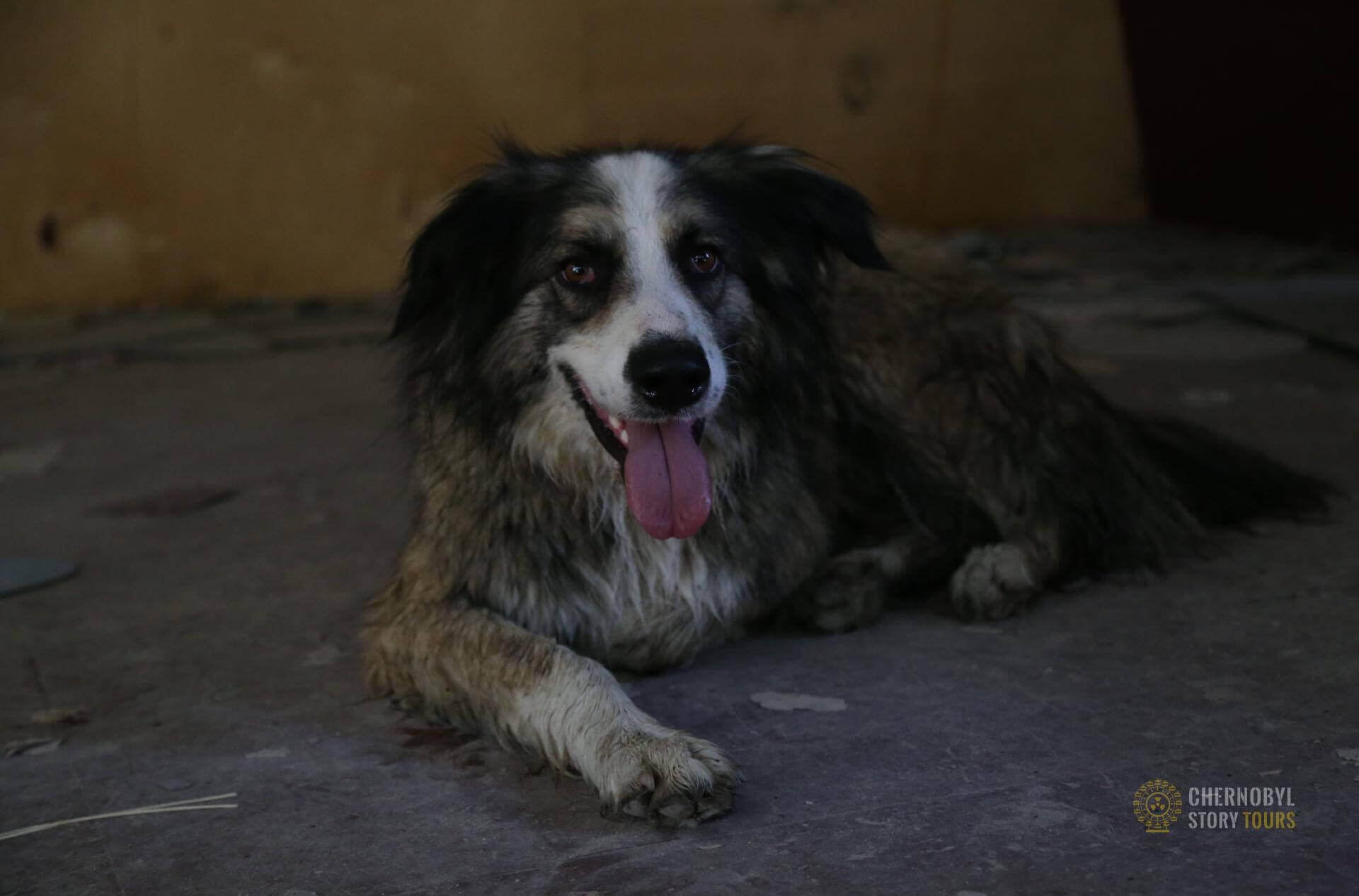 The town of Pripyat - Chernobylstory.com